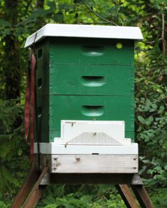 Hive Robbing: What You Need to Know | Backyard Beekeeping